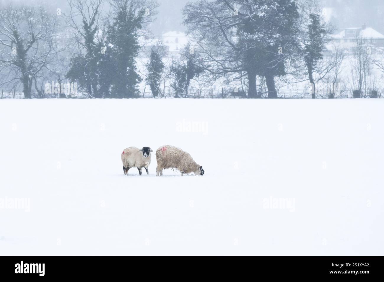 Burley in Wharfedale, Ilkley, West Yorkshire, UK. 5th Jan, 2025. UK ...