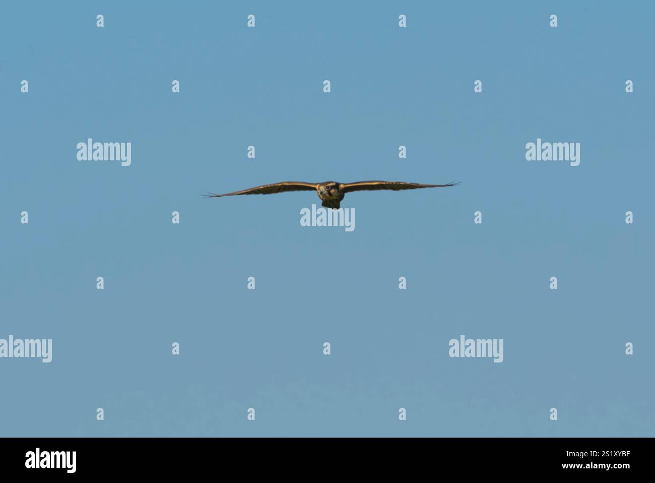 Aplomado Falcon, Falco femoralis, La Pampa, Patagonia, Argentina Stock ...