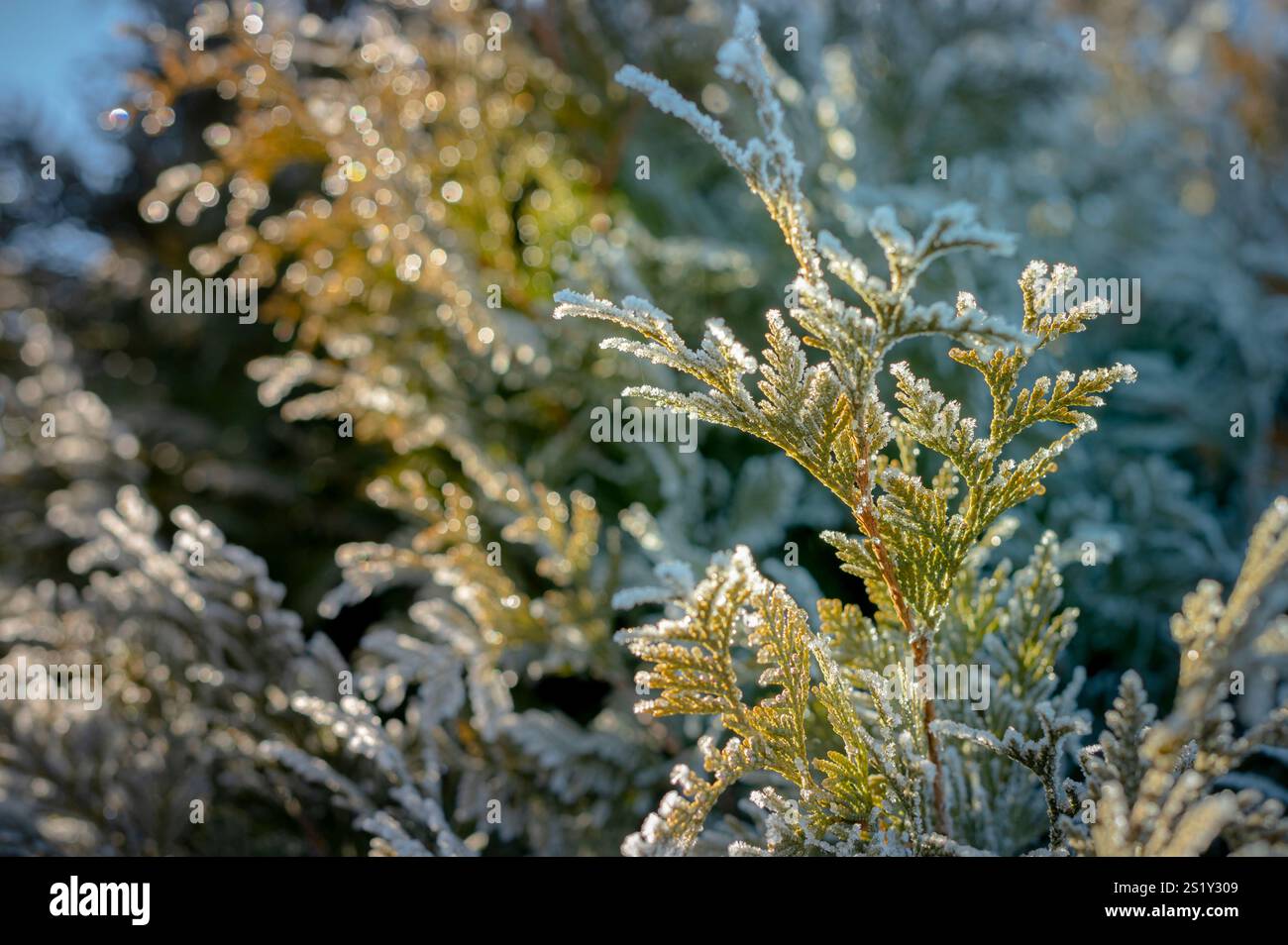 The delicate touch of winter's frost adorns the evergreen branches of ...