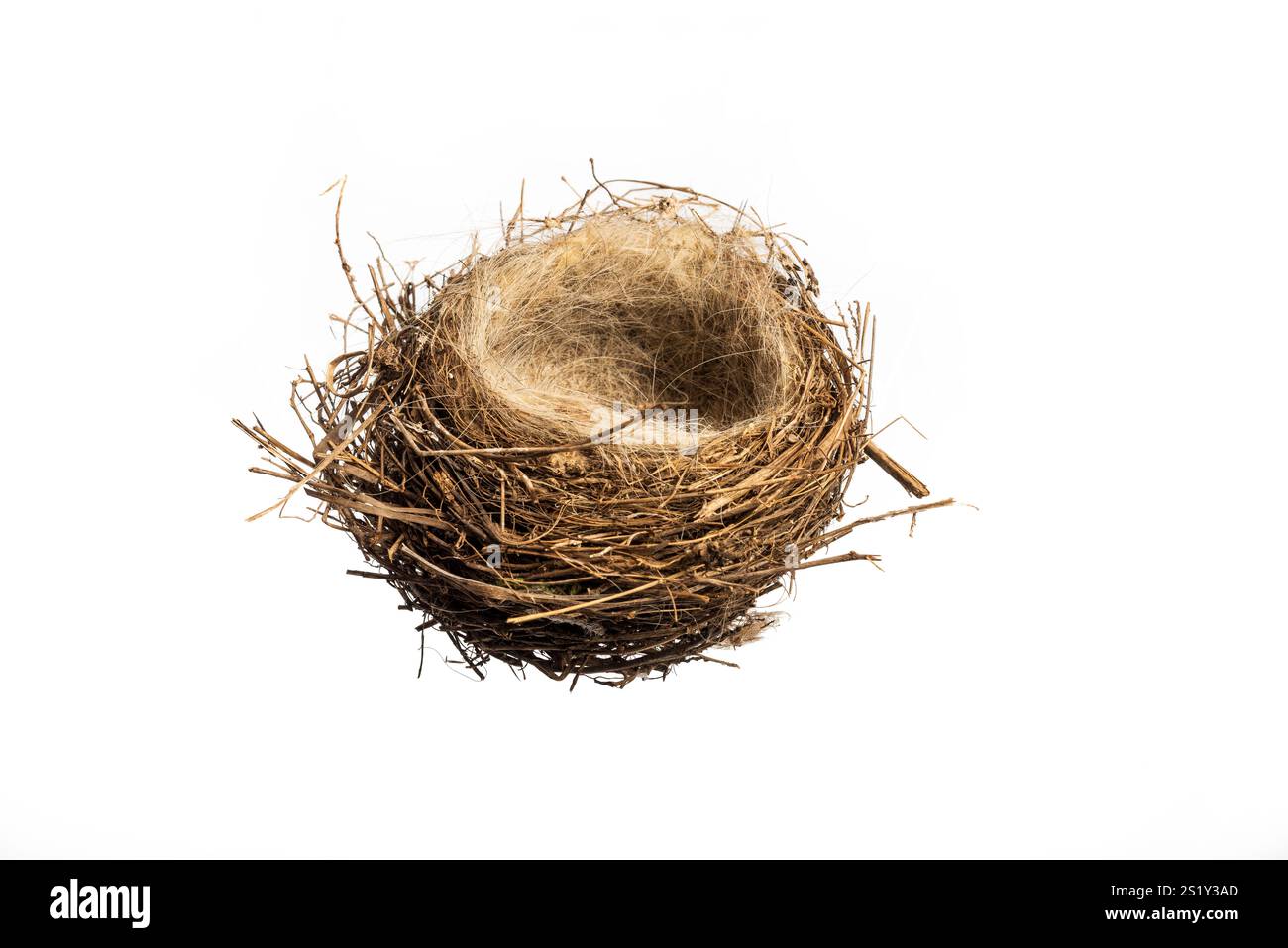 Empty Bird Nest. Lonely bird nest on the branch, isolated on white ...
