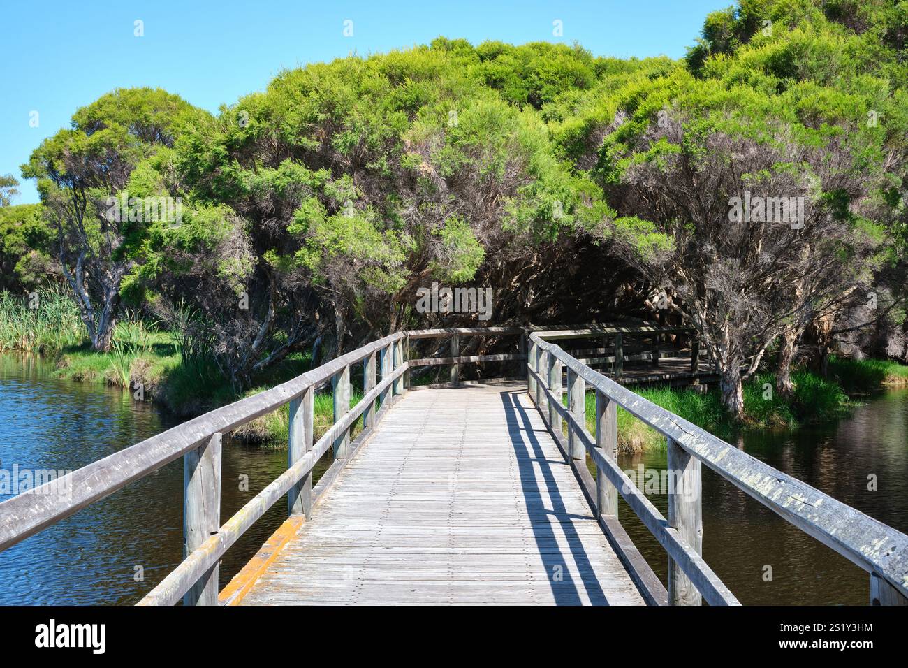 A boardwalk across the wetland in Big Swamp Reserve with paperbark ...
