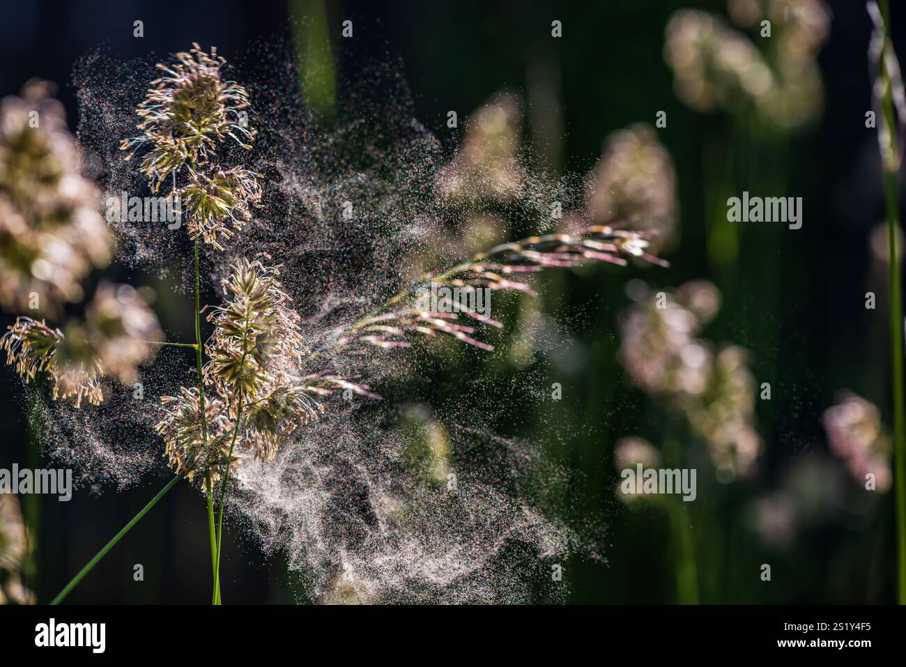 Pollen erupting from cocksfoot grass. Pollen from grasses in natural ...
