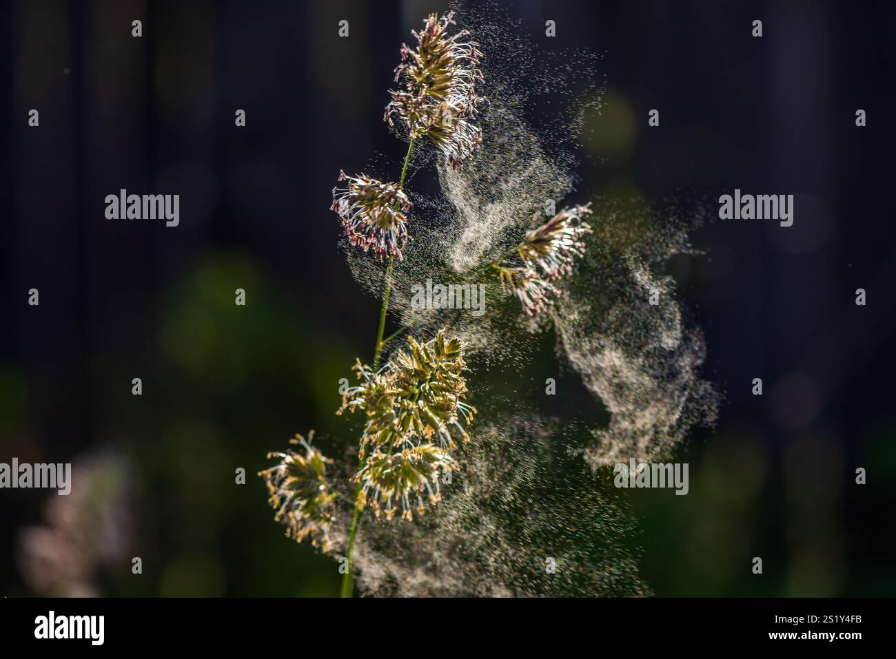 Pollen erupting from cocksfoot grass. Pollen from grasses in natural ...