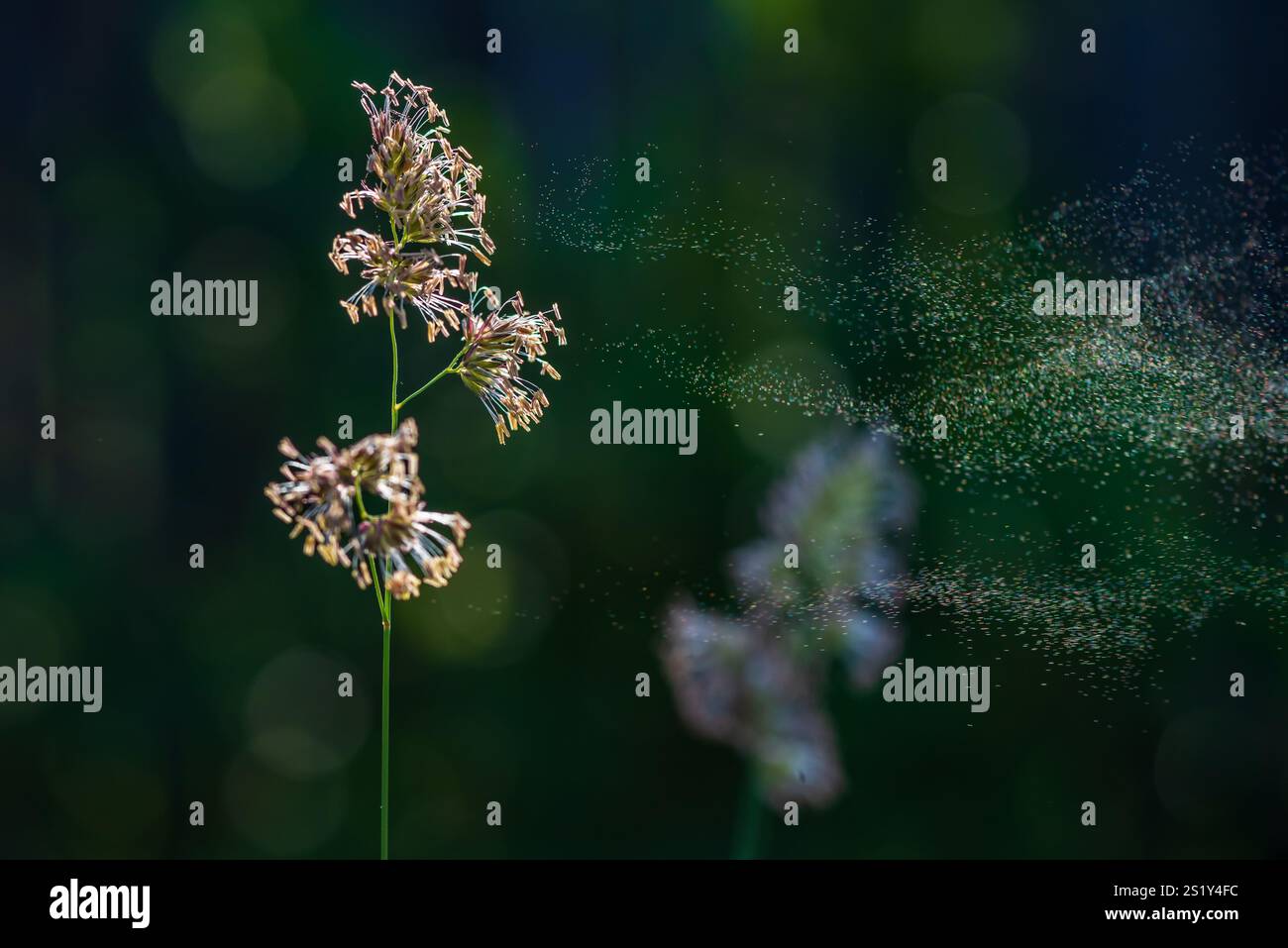 Pollen erupting from cocksfoot grass. Pollen from grasses in natural ...