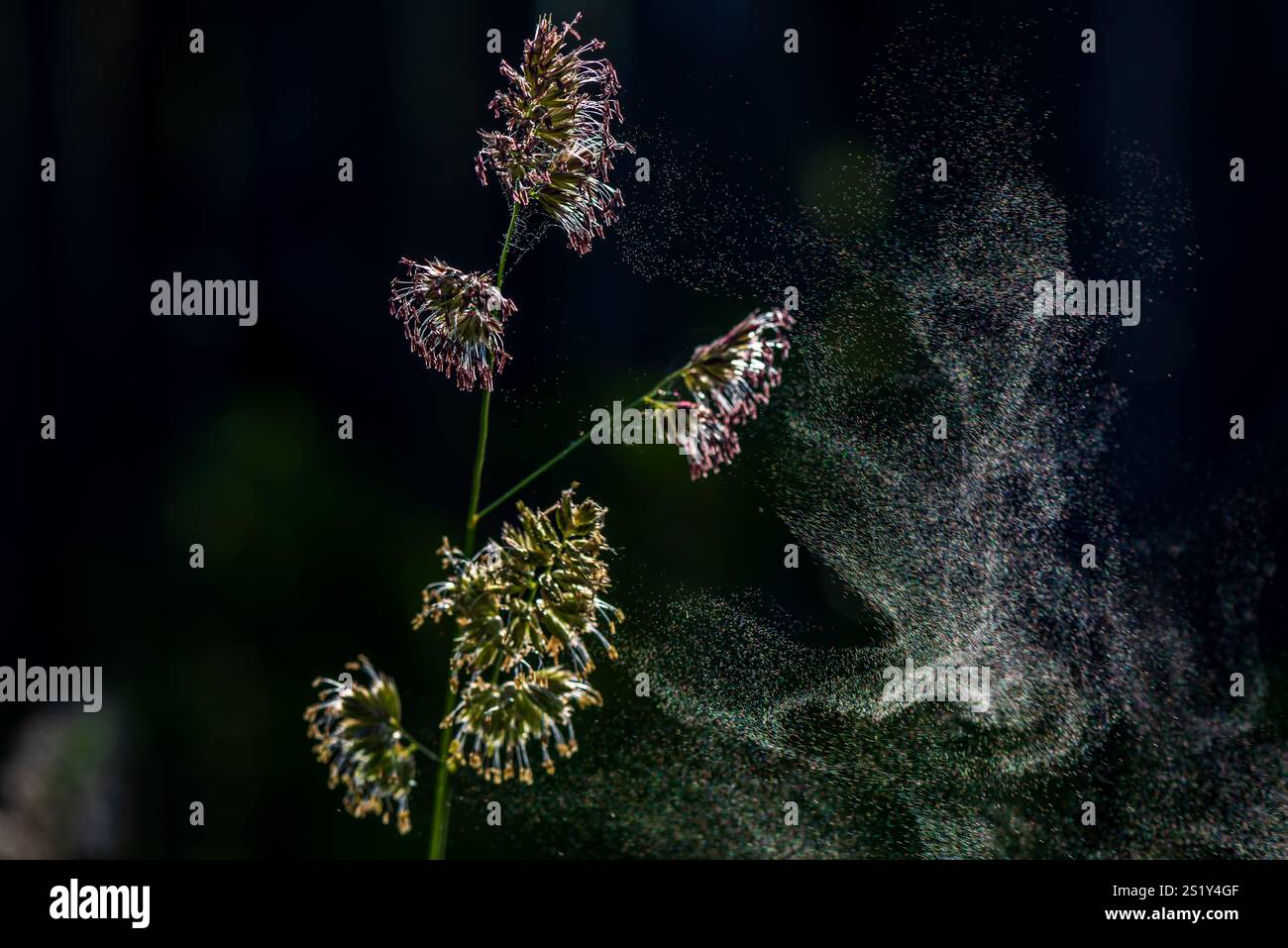 Pollen erupting from cocksfoot grass. Pollen from grasses in natural ...