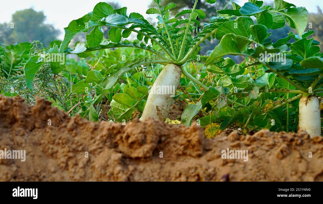 White radish, also known as a daikon, is growing in the ground. Half of ...