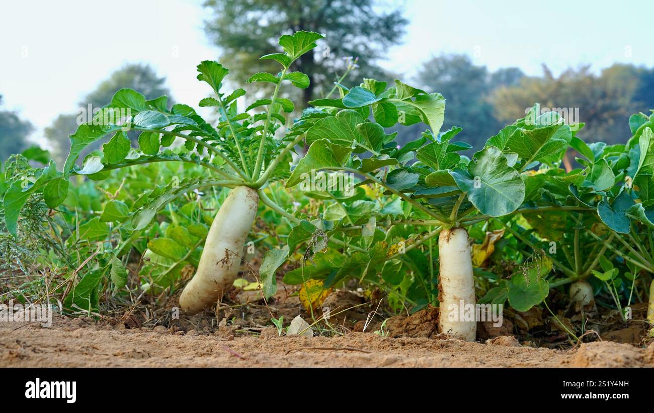 White radish, also known as a daikon, is growing in the ground. Half of ...