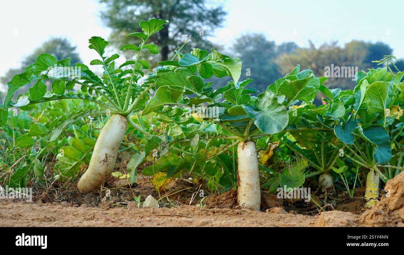 White radish, also known as a daikon, is growing in the ground. Half of ...