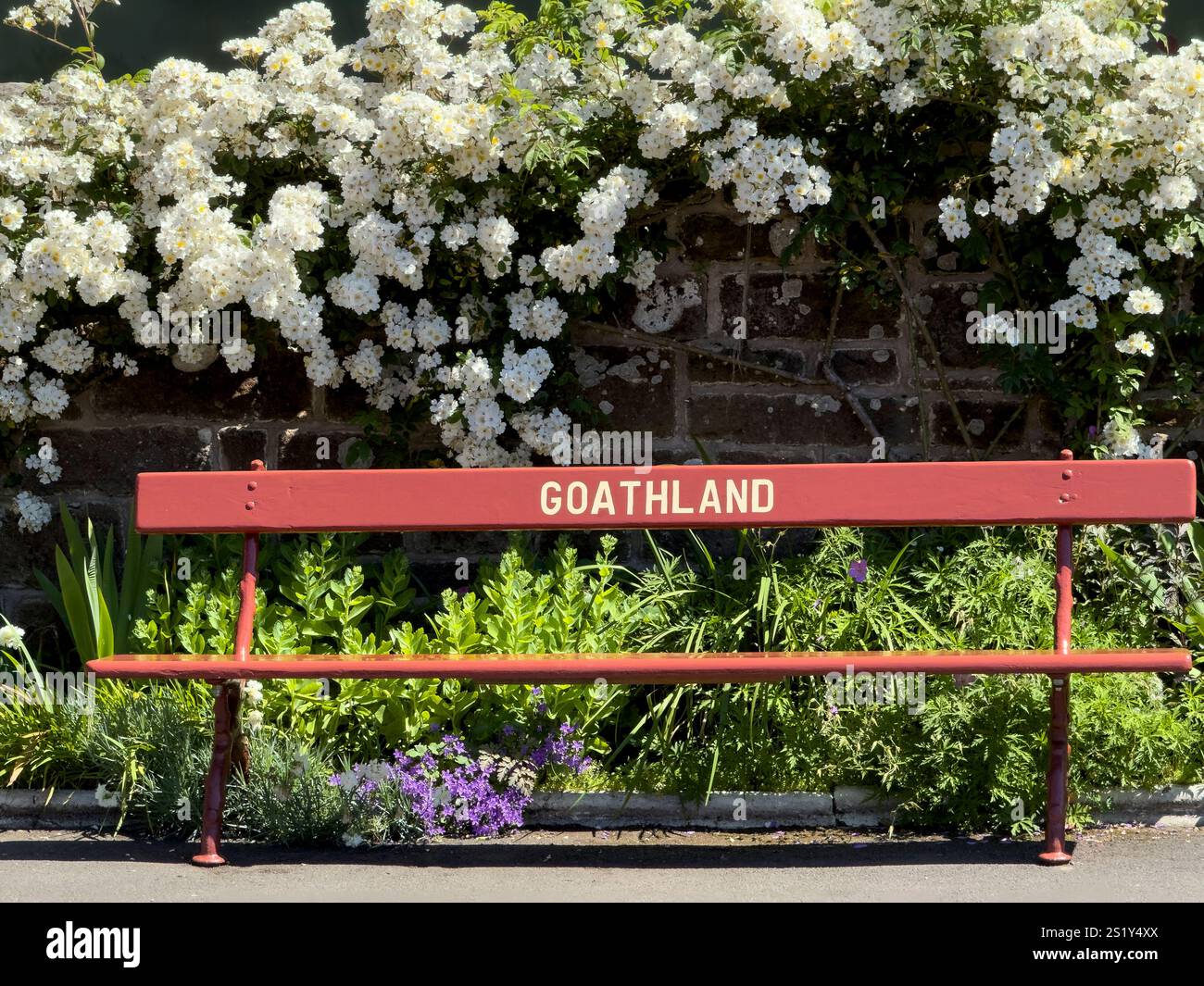 White rambling rose adorns the railway station platform at Goathland ...