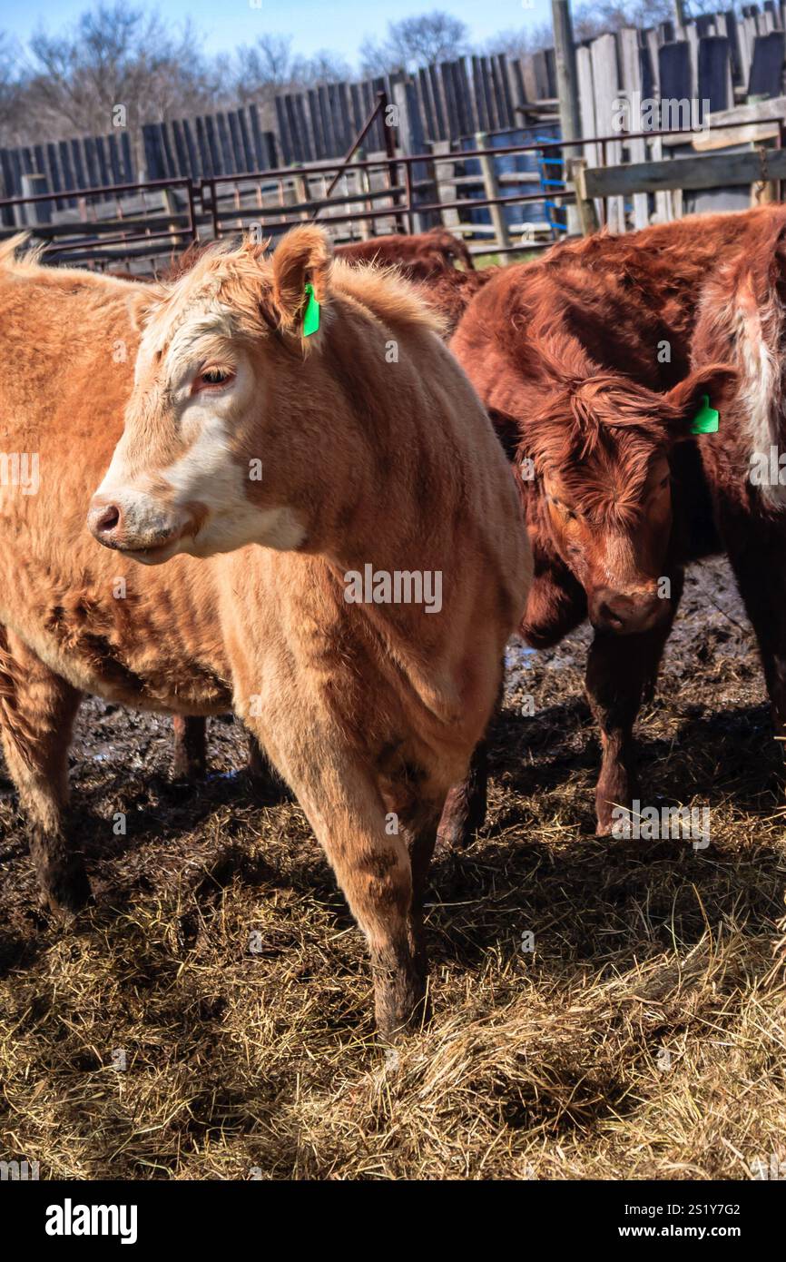 Three cows standing in a muddy field. One cow has a green tag on its ...