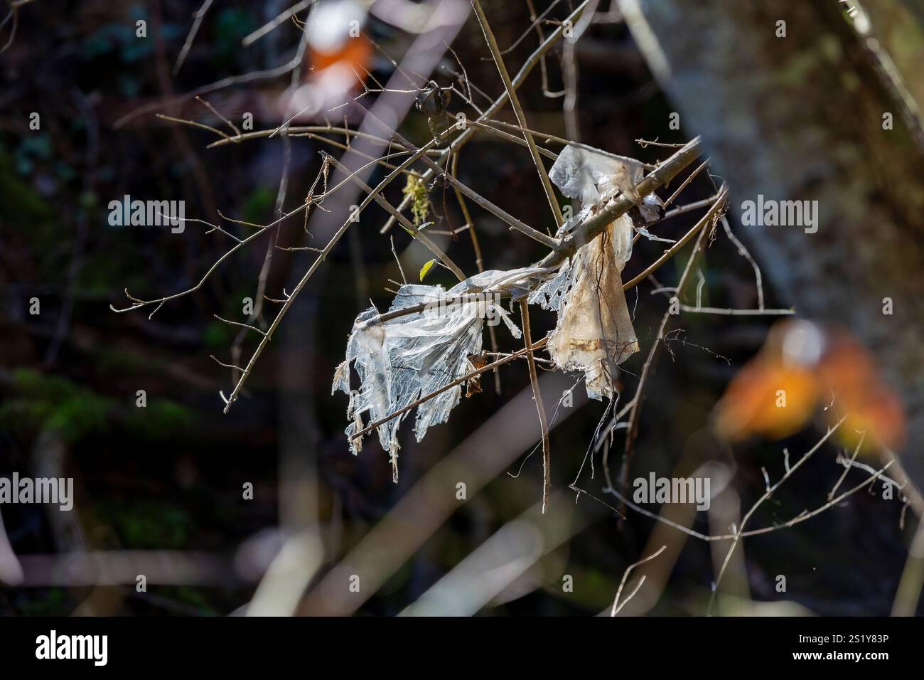 Plastic pollution along a hiking trail. Plastic pollution in a forest ...