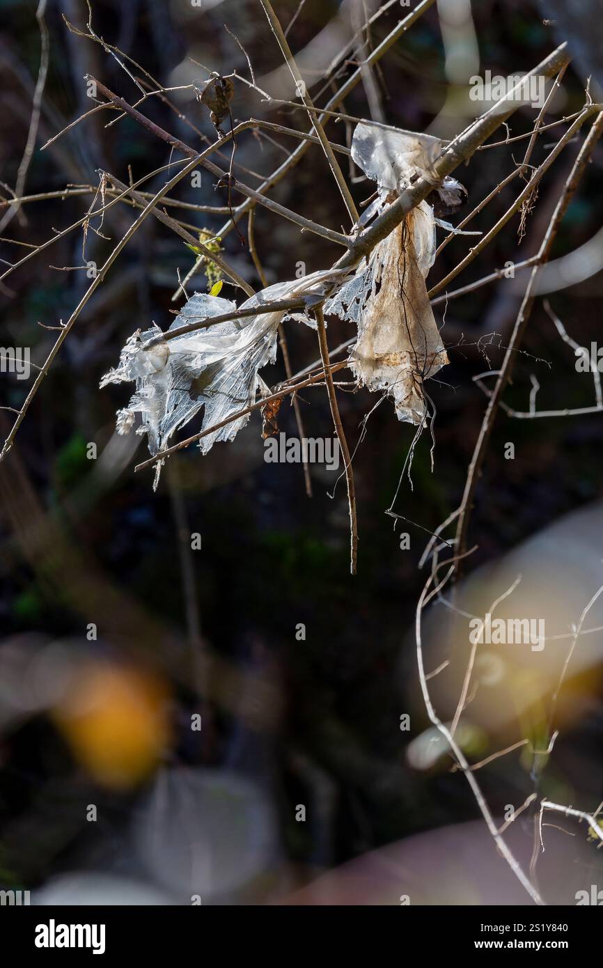 Plastic pollution along a hiking trail. Plastic pollution in a forest ...