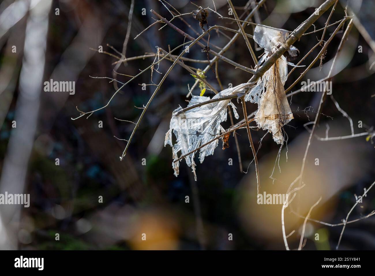 Plastic pollution along a hiking trail. Plastic pollution in a forest ...