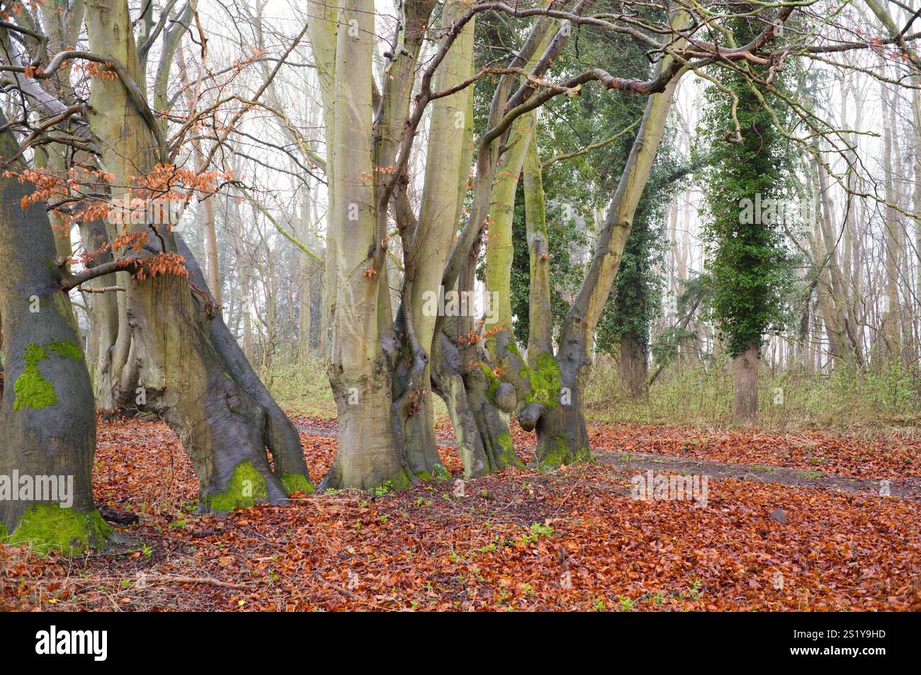 A group of gnarled trees in winter with autumn leaves on ground Stock ...