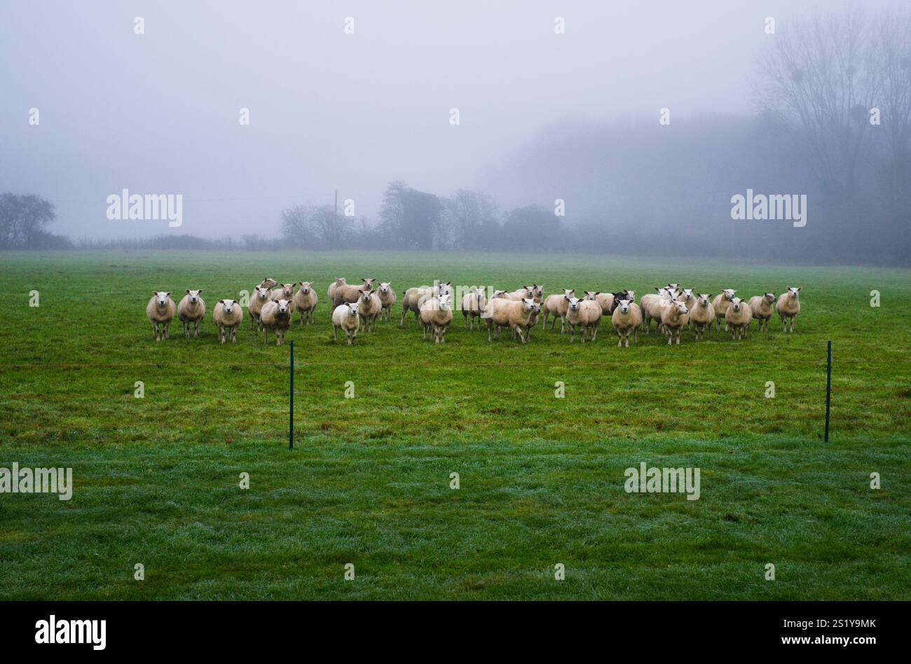 A field with a row of sheep facing camera on a misty day Stock Photo ...