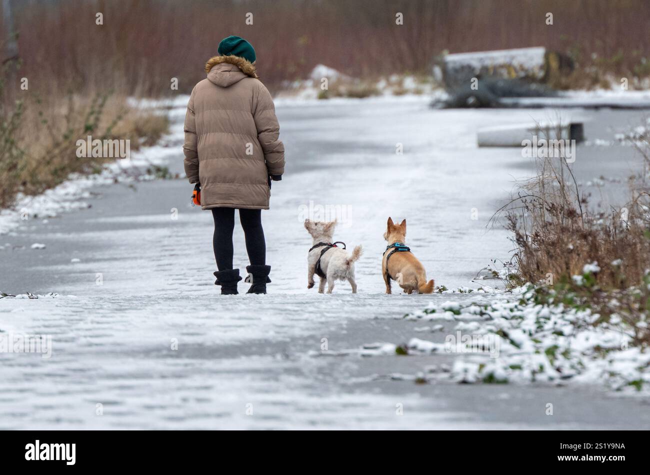Dog walkers and dogs face challenging weather conditions on roads and ...