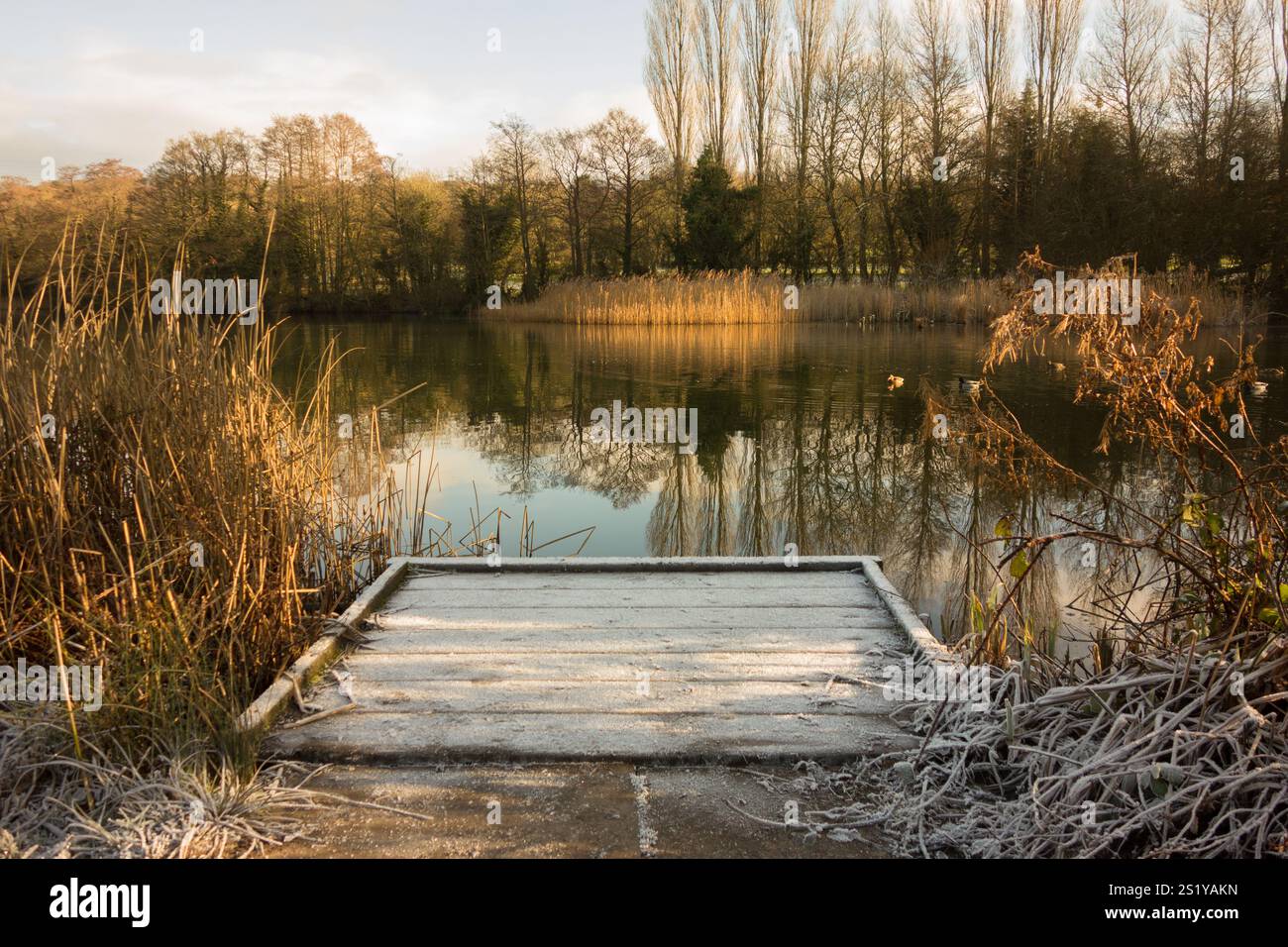 Fishing platform Island Pool in Baggeridge Country Park Stock Photo - Alamy
