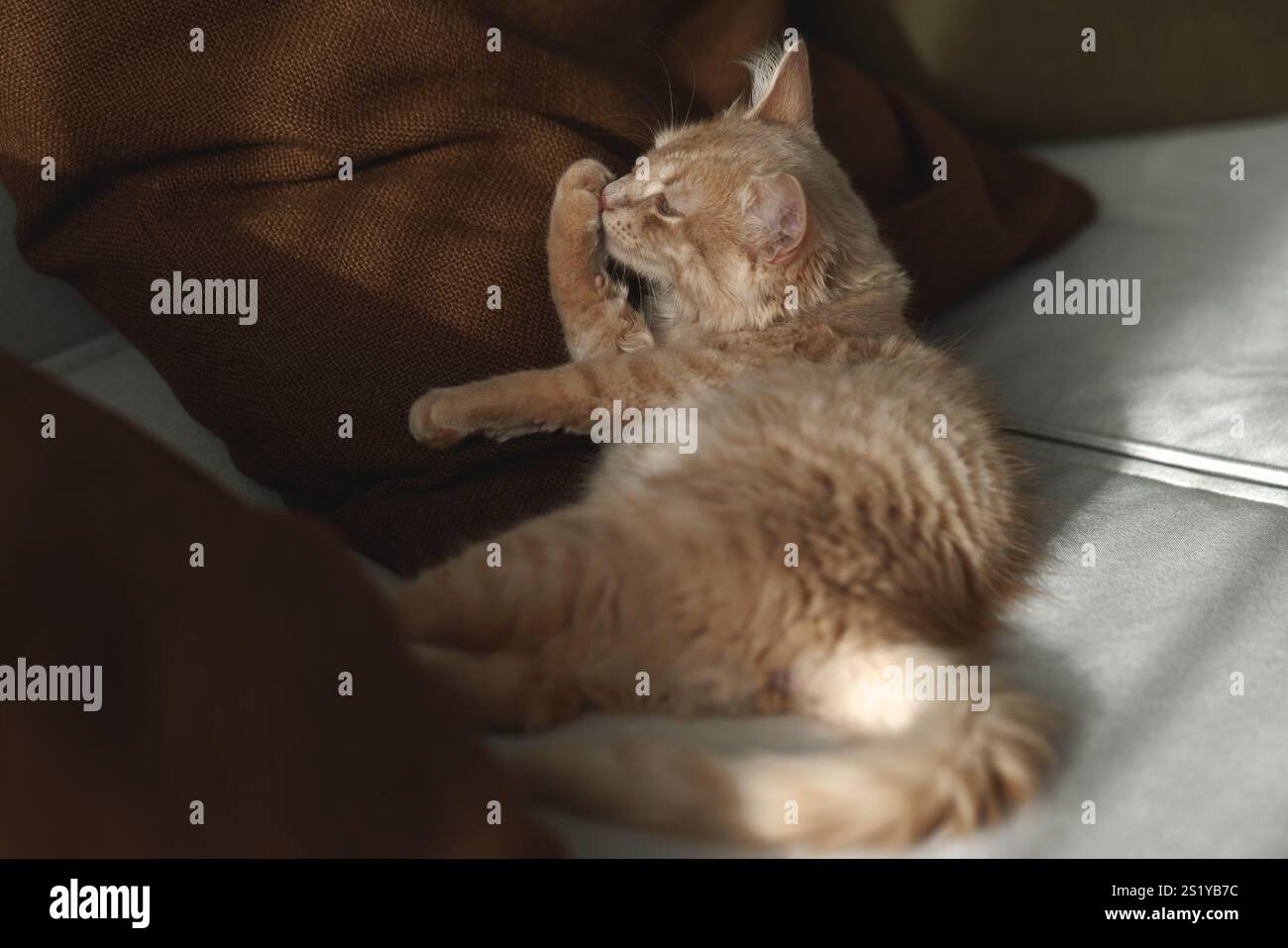 4 months old charming and charismatic ginger kitten grooming on the ...