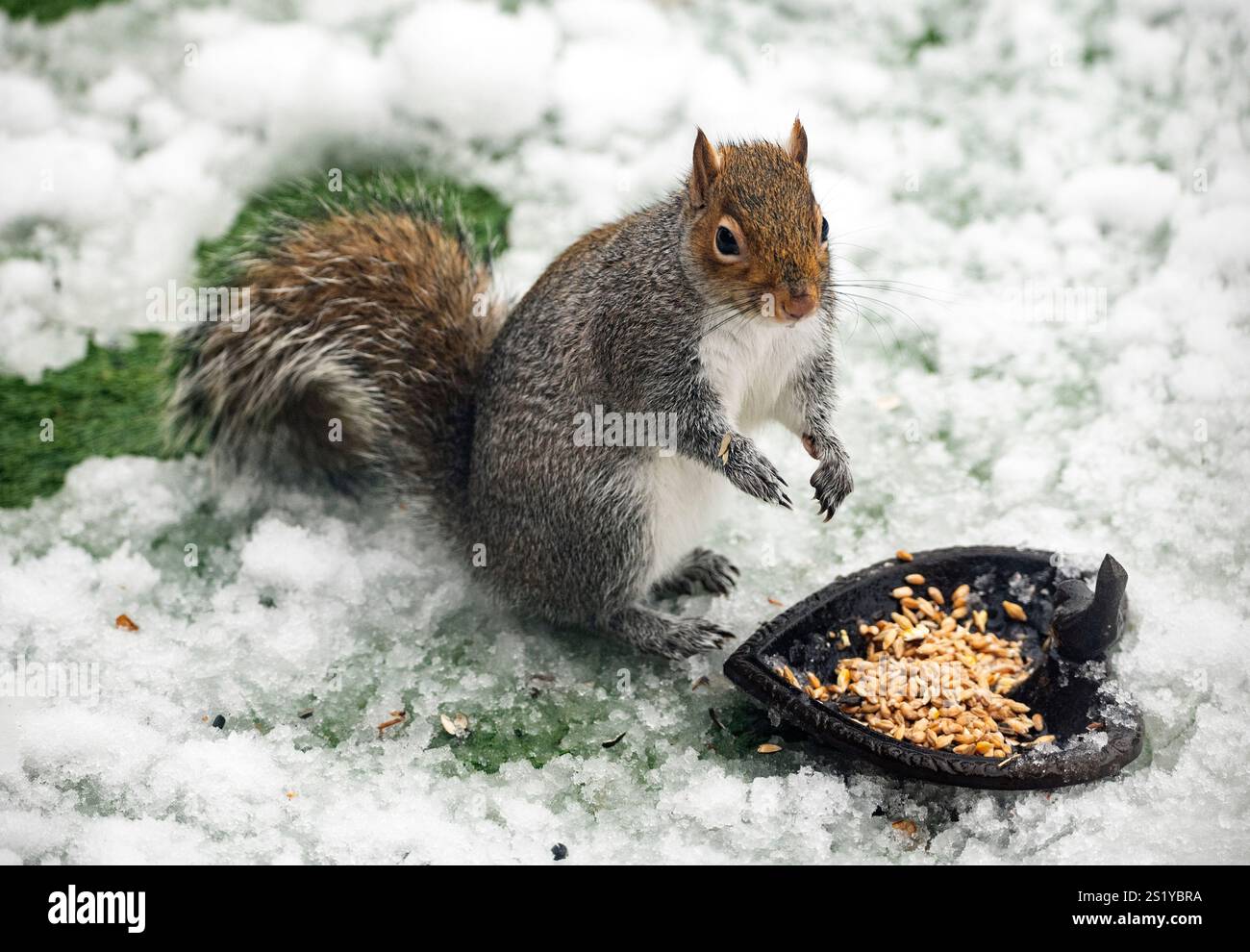 A UK Squirrel eating in the snow, January 2025. Wildlife in the back ...