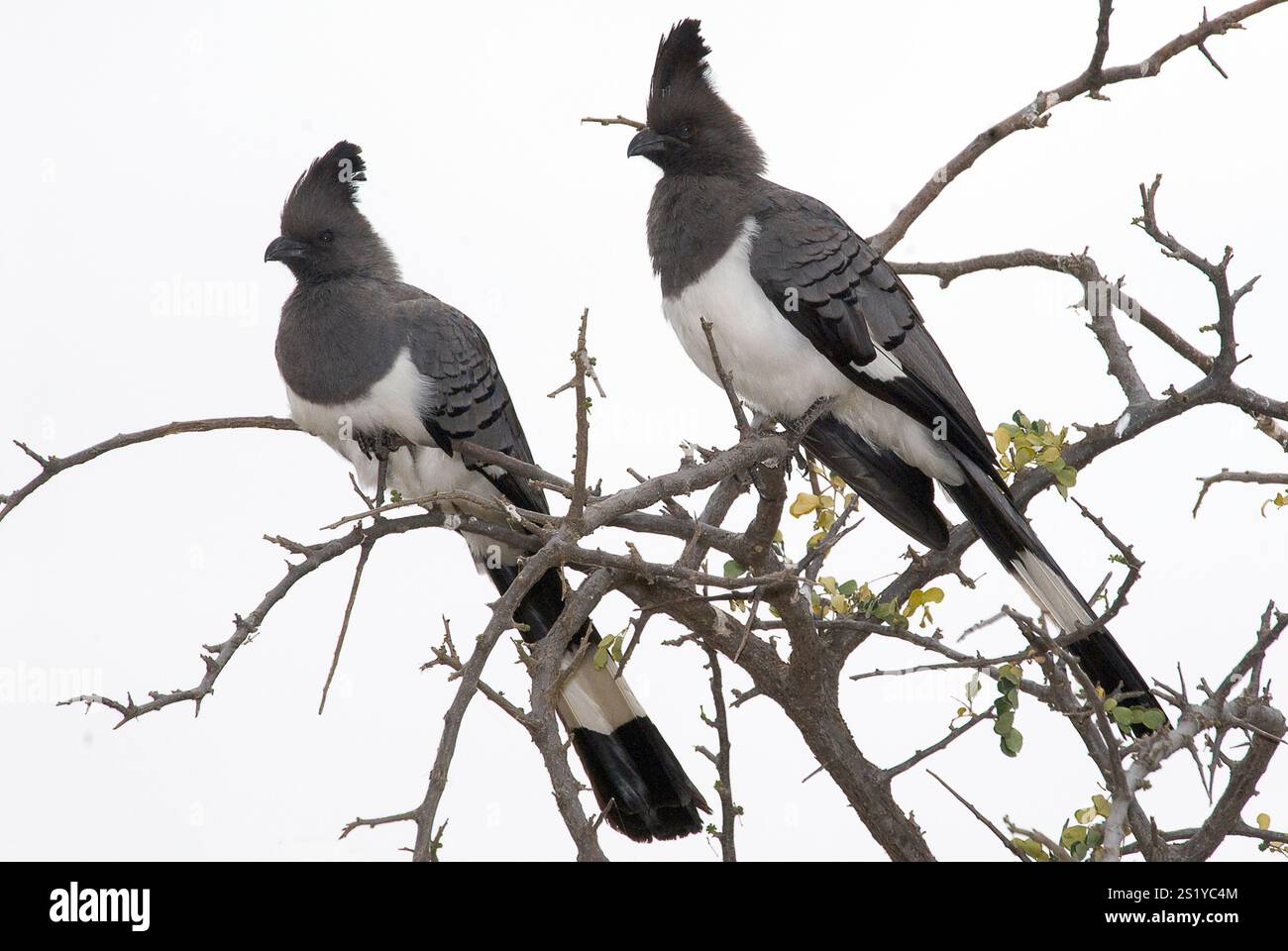 White-bellied go-away-birds (Crinifer leucogaster) from Tarangire NP ...