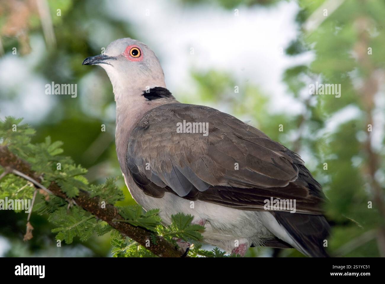 African mourning dove (Streptopelia decipiens) from Lake Natron ...