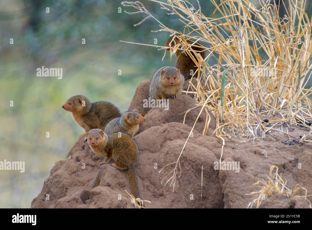 Common dwarf mongooses (Helogale parvula) on an abandoned termite mound ...