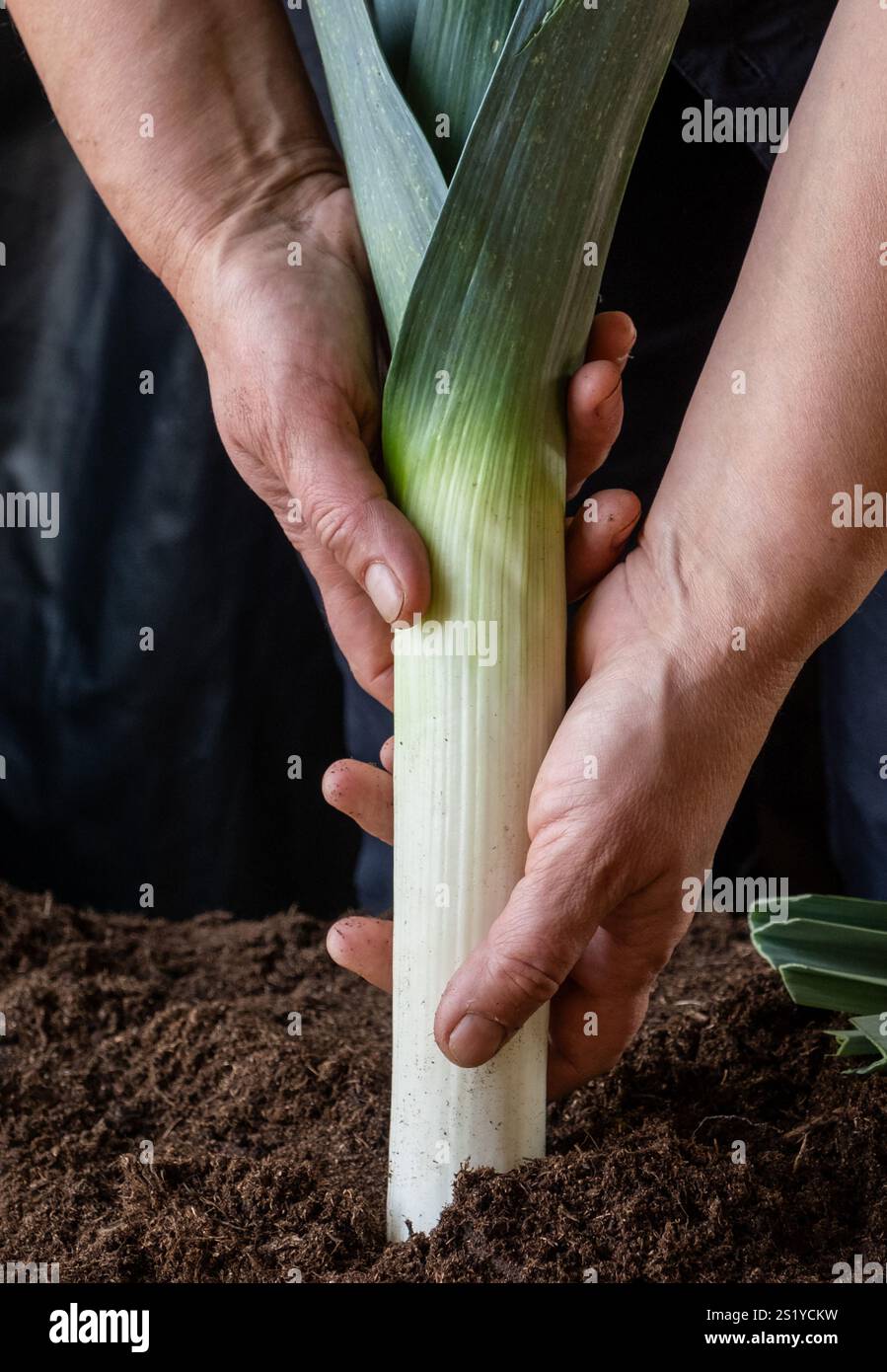 hand farmer hold fresh large onion leek black ground crop greenhouse ...