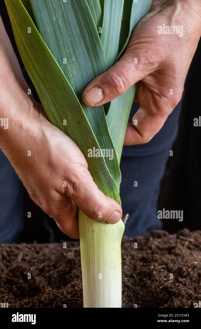 hand farmer hold fresh large onion leek black ground crop greenhouse ...