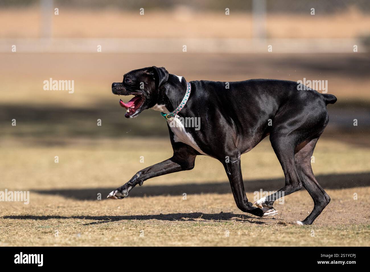 Black boxer dog running at the park in the dry grass Stock Photo - Alamy