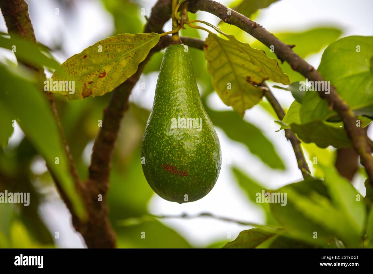 Young green avocado plant hi-res stock photography and images - Alamy