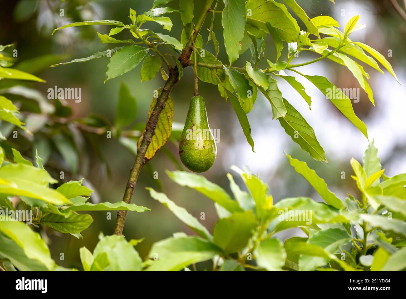 Avocado persea americana leaf hi-res stock photography and images - Alamy