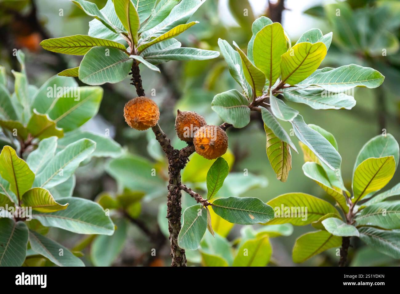 Curriola Pouteria ramiflora wild fruit from the Brazilian cerrado biome ...