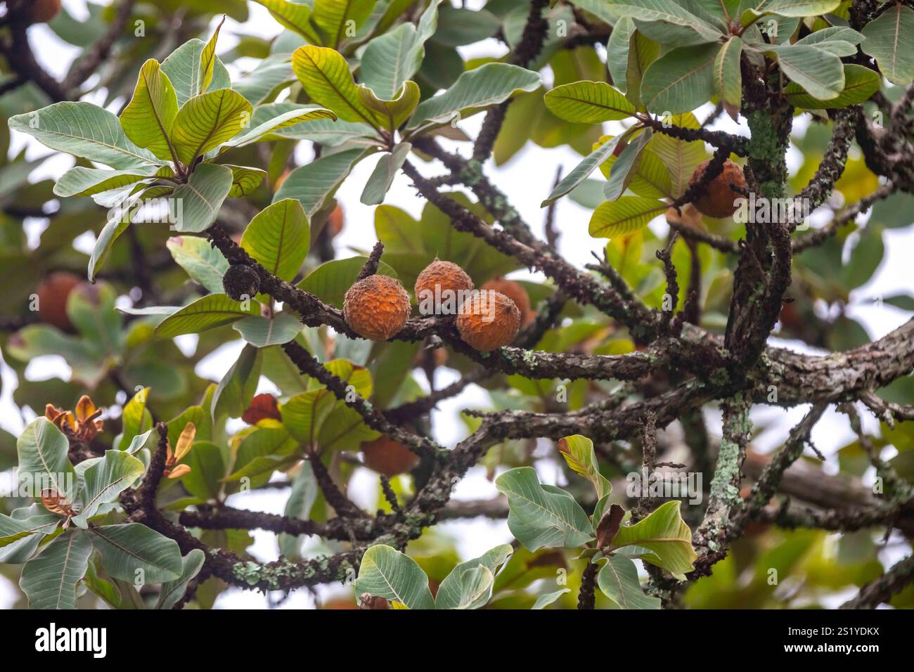 Curriola Pouteria ramiflora wild fruit from the Brazilian cerrado biome ...