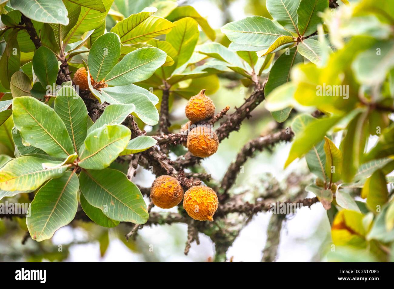 Curriola Pouteria ramiflora wild fruit from the Brazilian cerrado biome ...