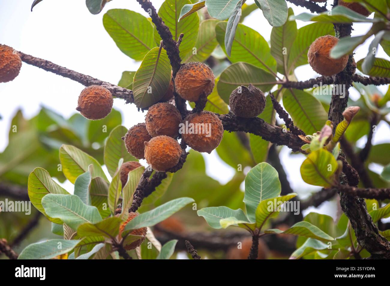 Curriola Pouteria ramiflora wild fruit from the Brazilian cerrado biome ...