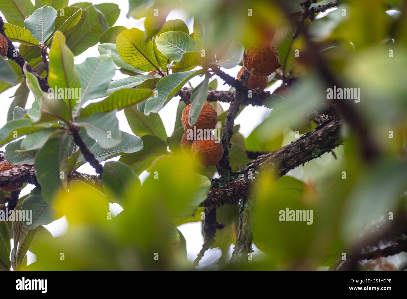 Curriola Pouteria ramiflora wild fruit from the Brazilian cerrado biome ...