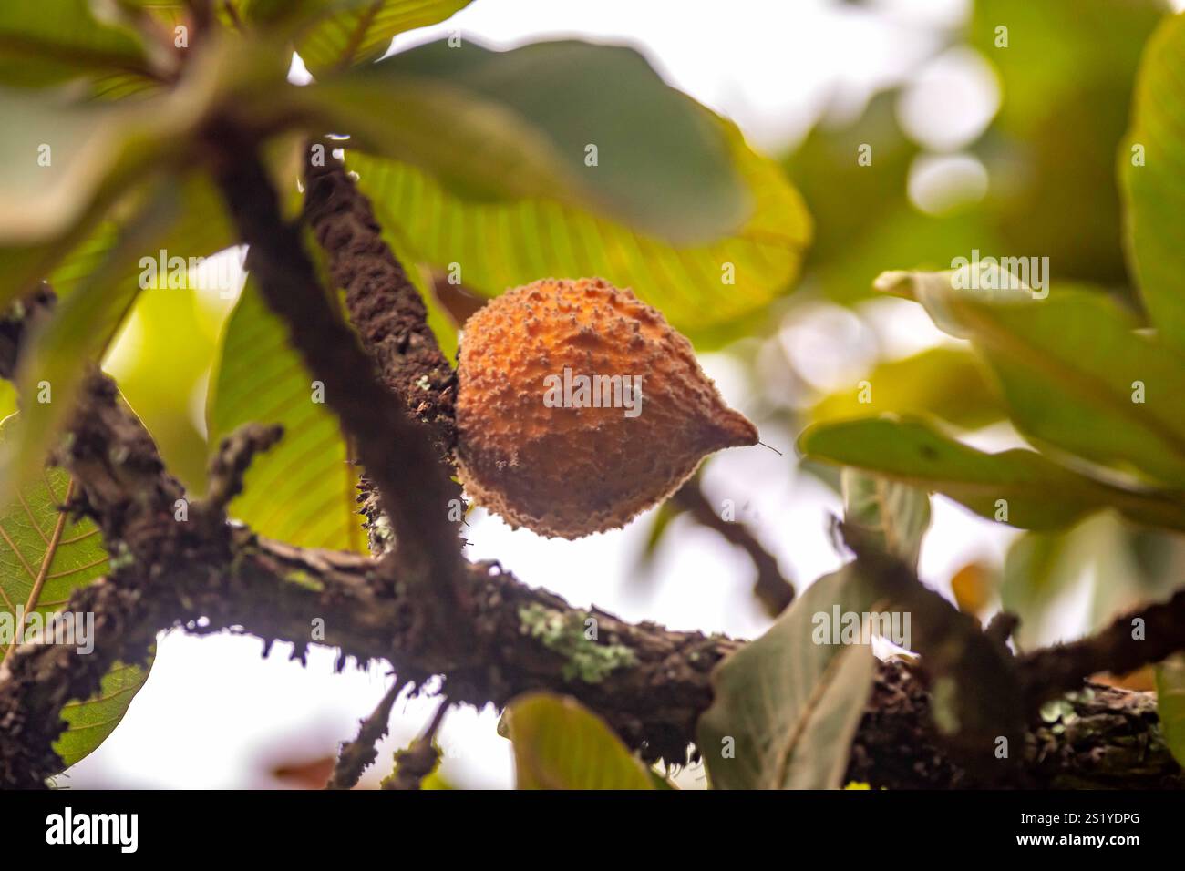 Curriola Pouteria ramiflora wild fruit from the Brazilian cerrado biome ...