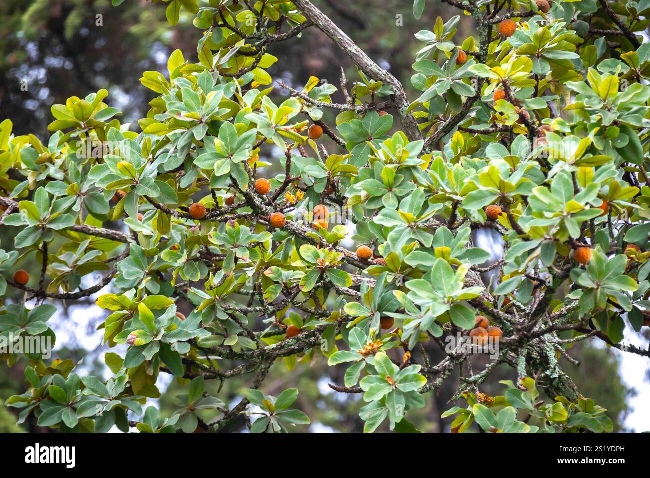 Curriola Pouteria ramiflora wild fruit from the Brazilian cerrado biome ...