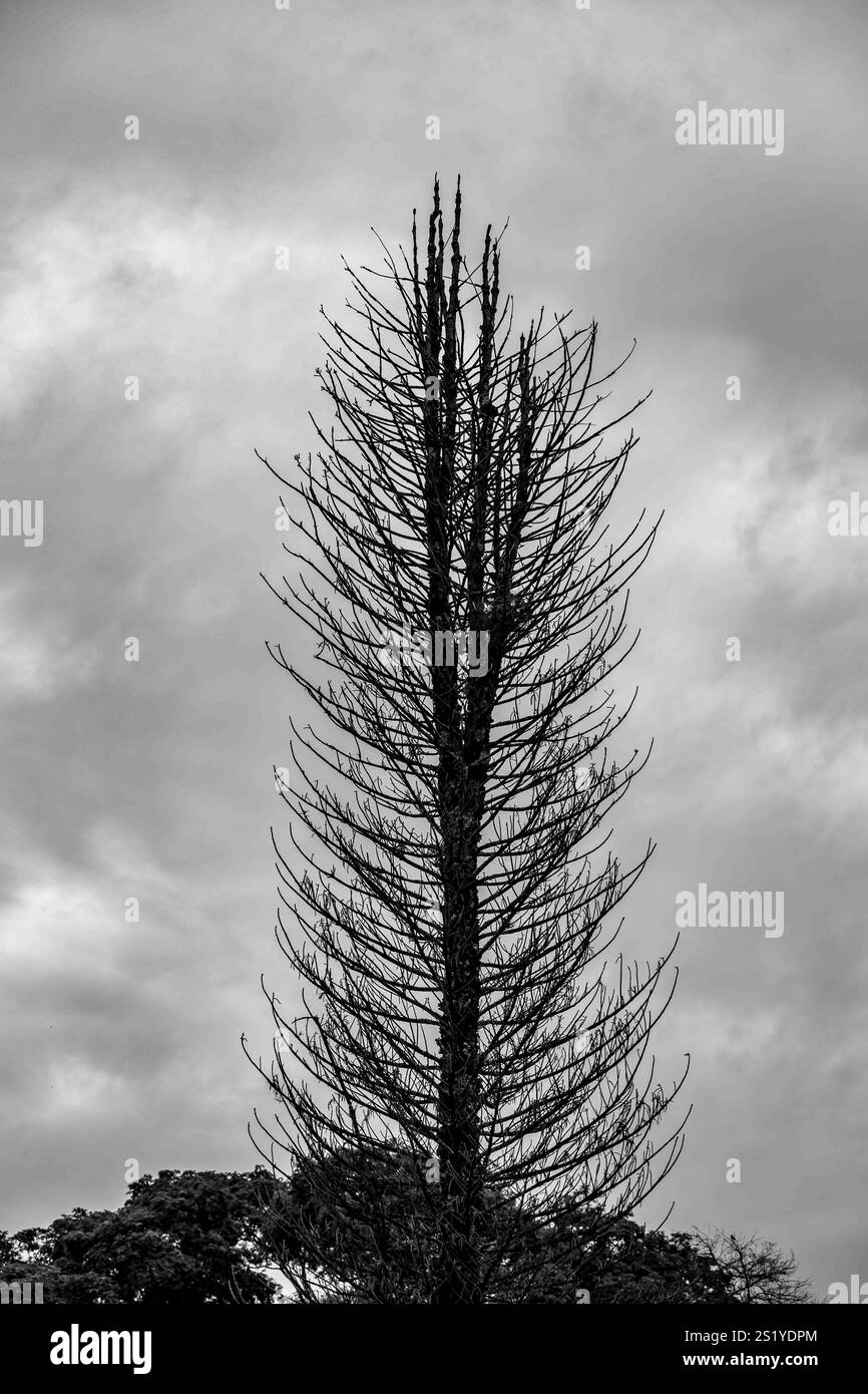 Wonderful idyllic tropical landscape. Garden of Eden Stock Photo - Alamy