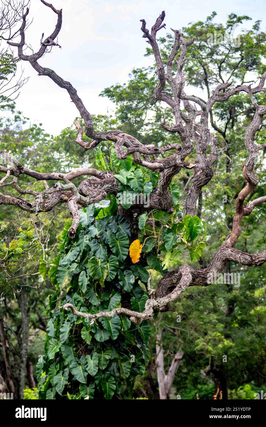 Wonderful idyllic tropical landscape. Garden of Eden Stock Photo - Alamy