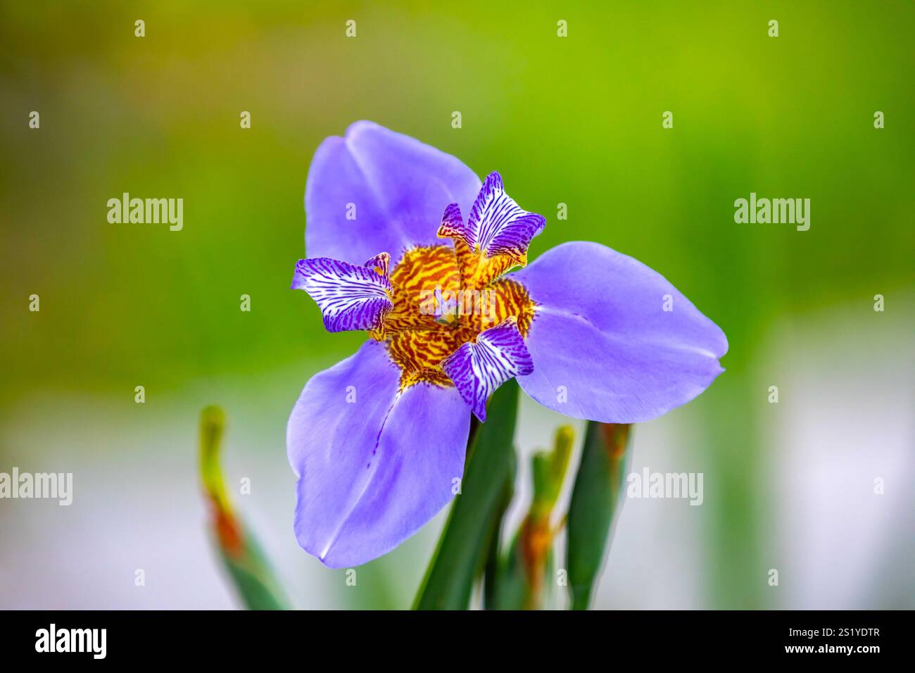 Beautiful iris flower also known as florence lily, isolated in ...