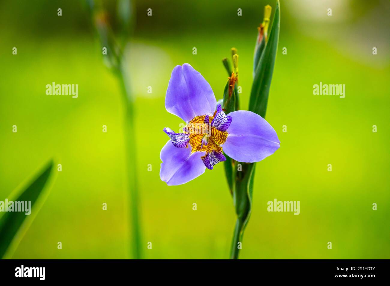 Beautiful iris flower also known as florence lily, isolated in ...