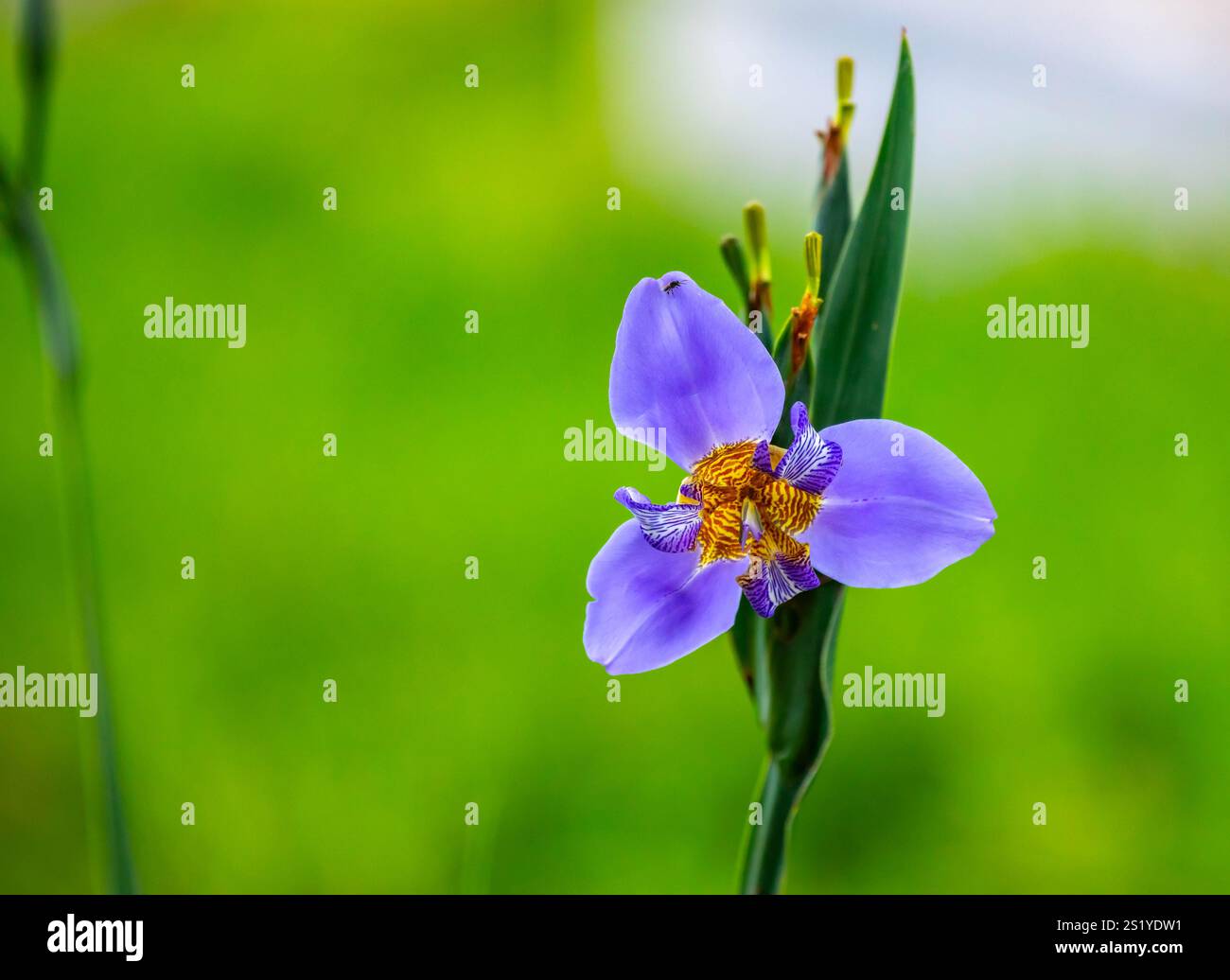 Beautiful iris flower also known as florence lily, isolated in ...