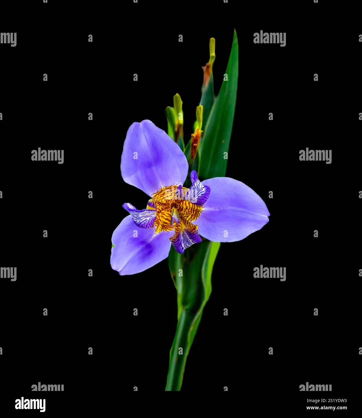 Beautiful iris flower also known as florence lily, isolated in ...