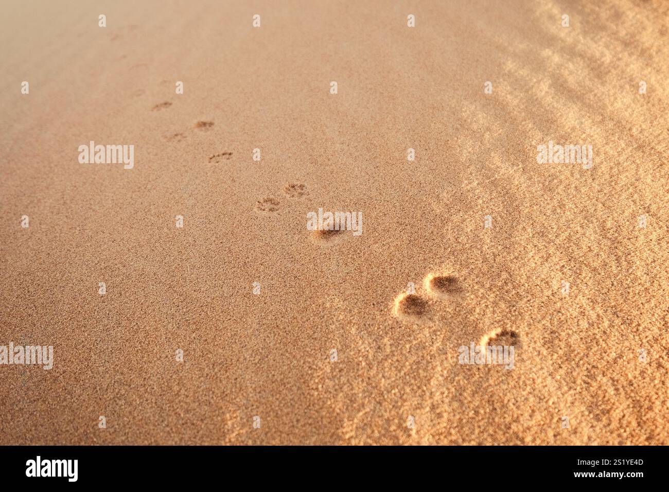 The footprints of a small wild desert rodent mark the path in the ...