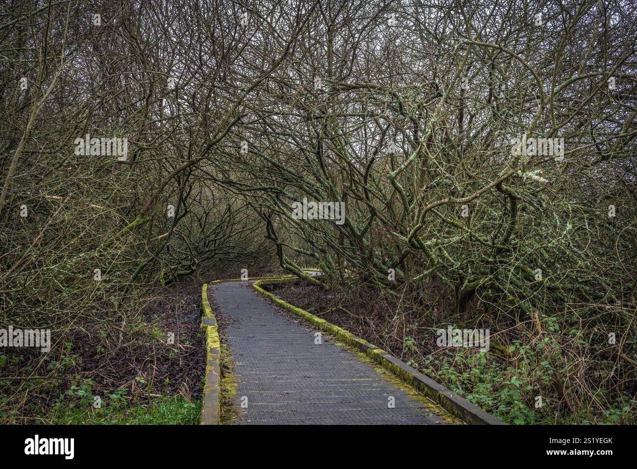 Winnall Moors Nature Reserve boarded walk way across natural flood ...