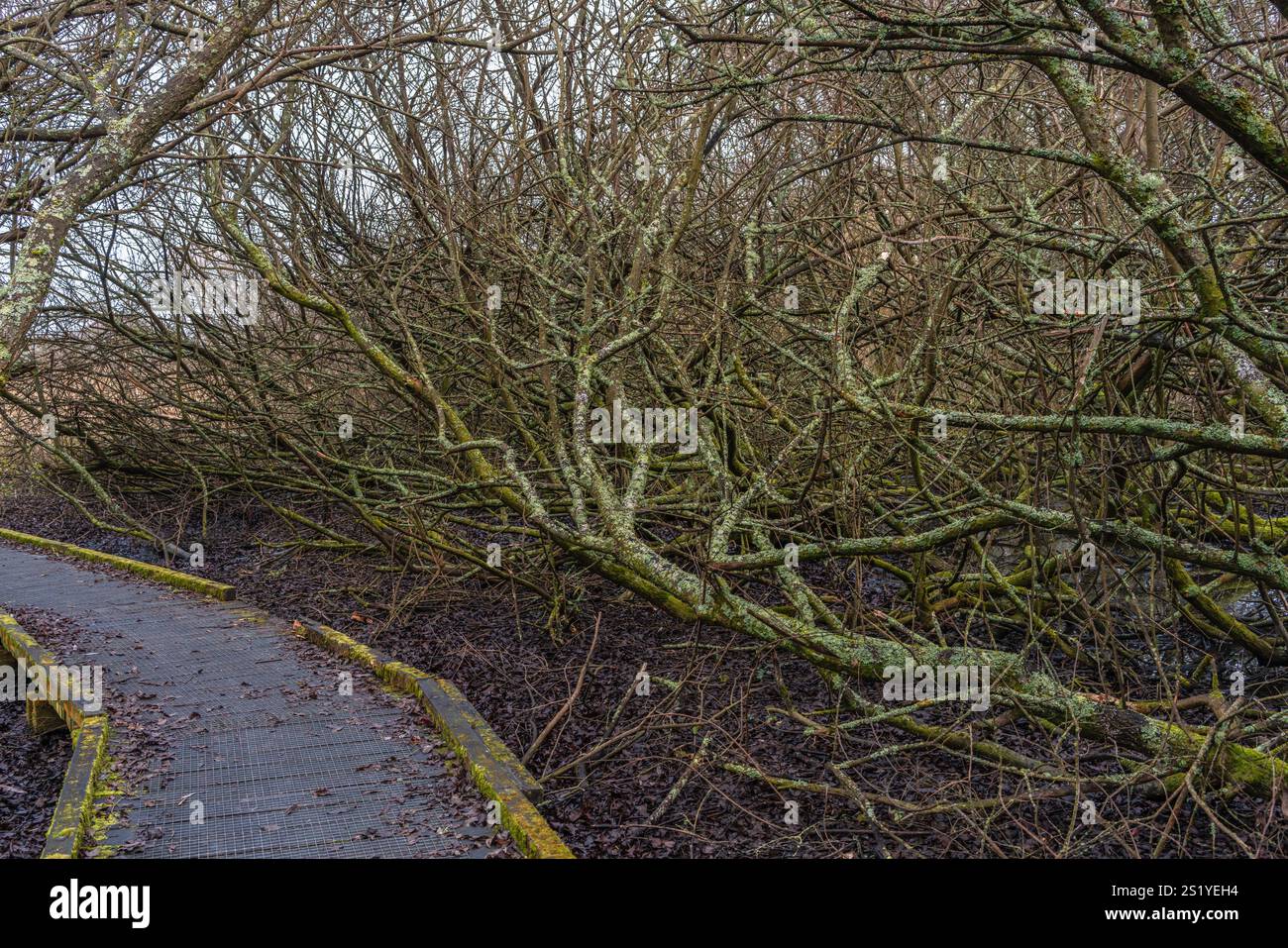 Winnall Moors Nature Reserve boarded walk way across natural flood ...