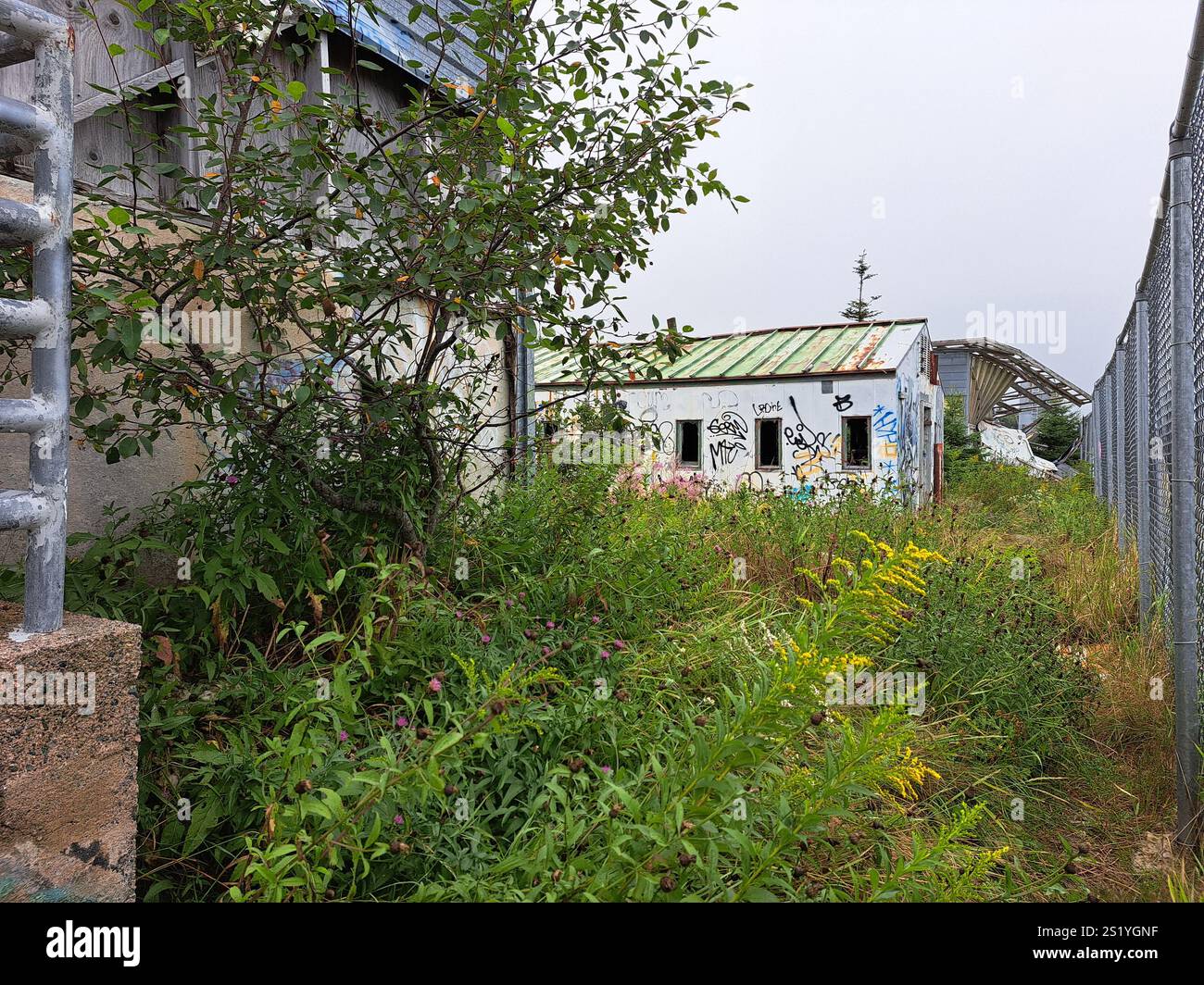 Nature taking over the abandoned dilapidated Central Swine Breeding ...