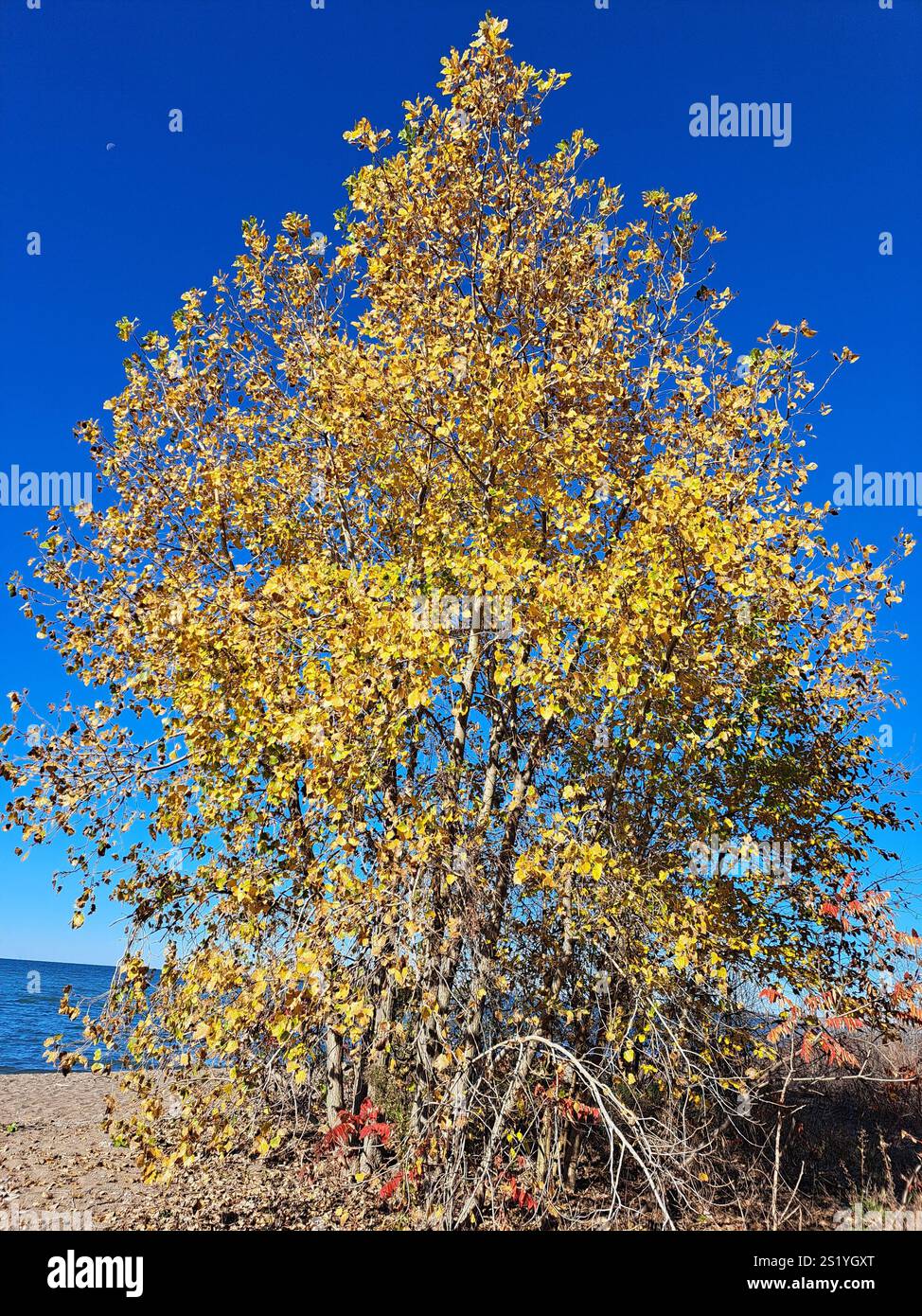 Fall colors at Northwest Beach at Point Pelee National Park in ...