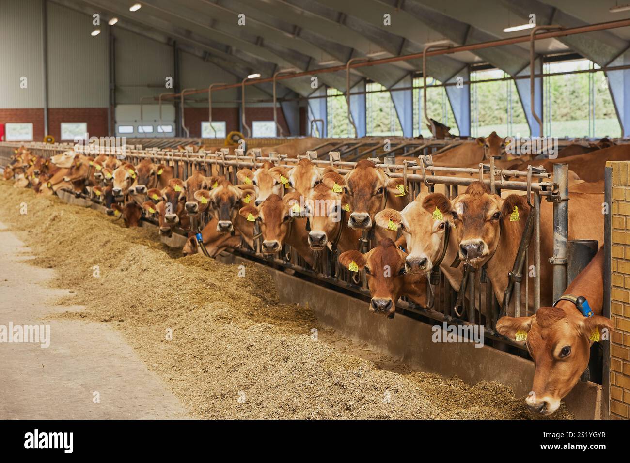 Cute Jersey cows on a farm in Denmark Stock Photo - Alamy